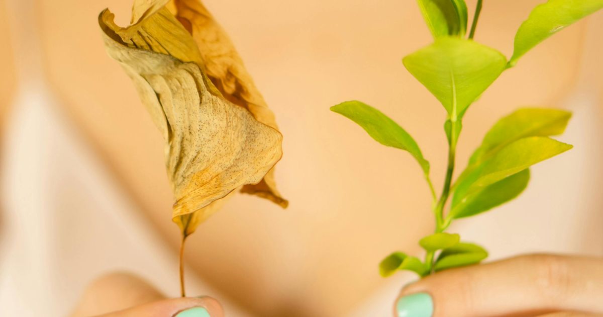 HelloBonnie vs. ValueNet: The better choice for modern benefits